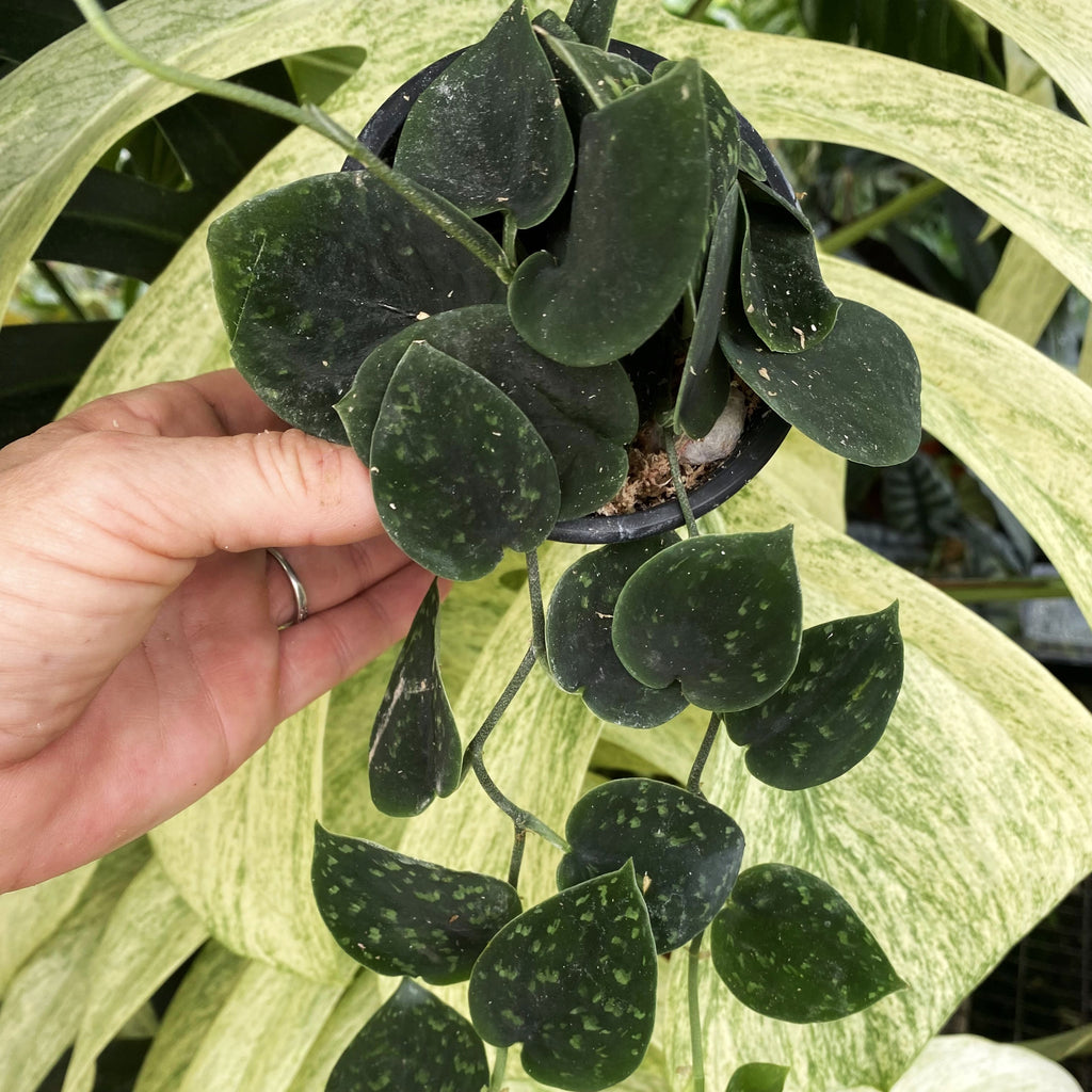 Scindapsus pictus "Green Form" (Hassk Juvenile Form) – Steve's Leaves