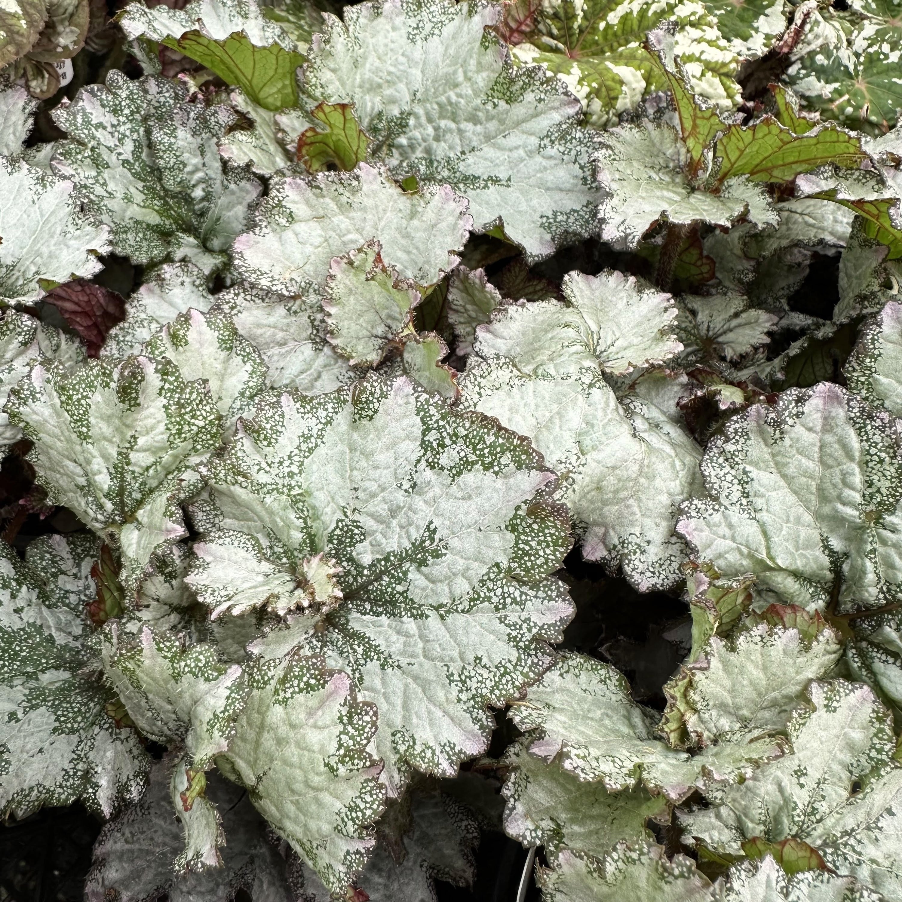 Begonia '50 Shades of Gray' | Steve's Leaves Begonia Exotic Plants