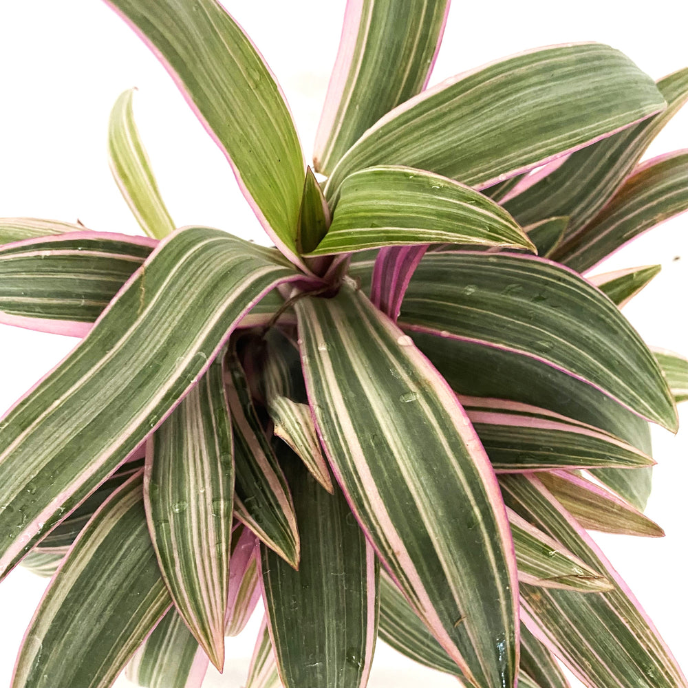 Great Description About Tradescantia Spathacea Care