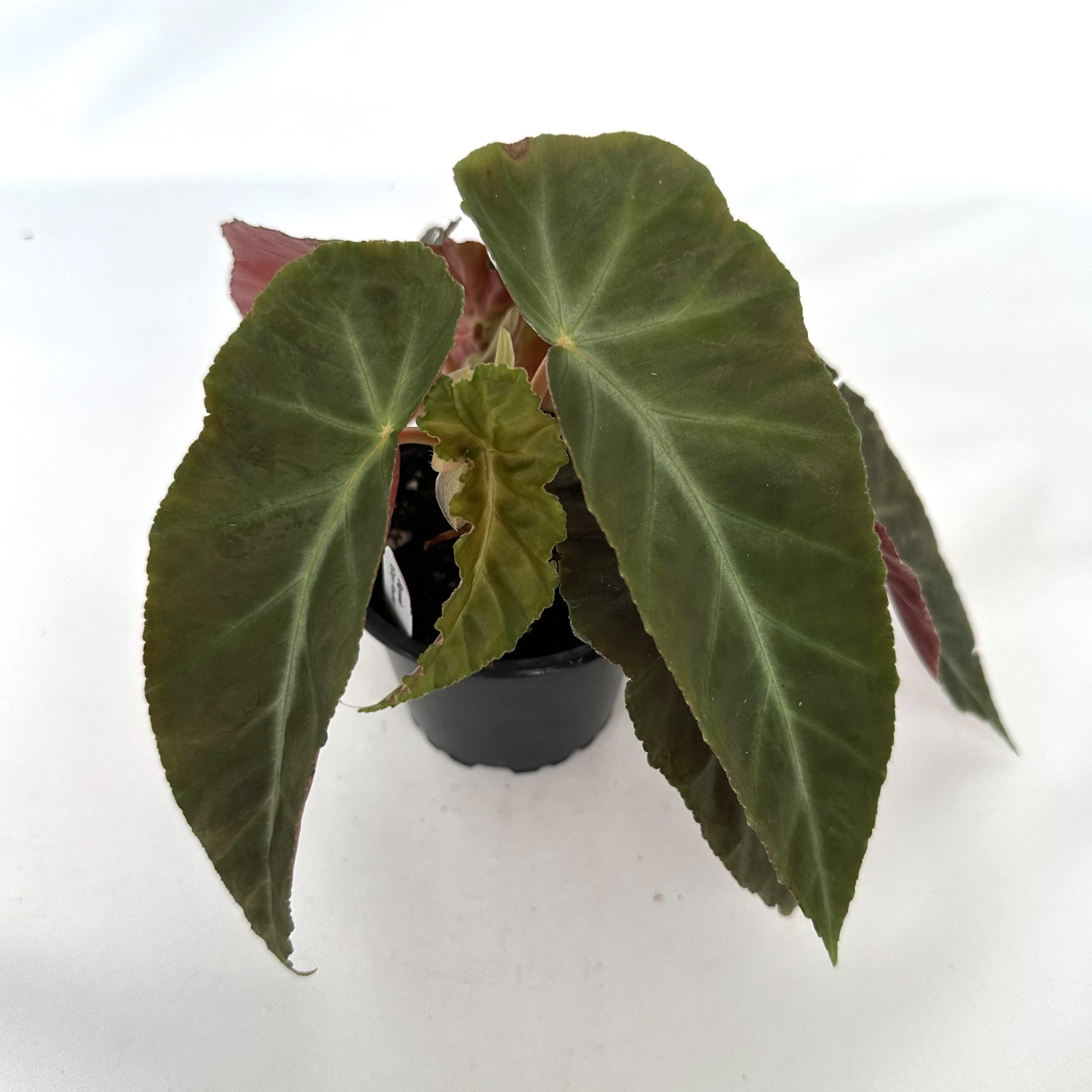 Begonia 'Grey Feather' | Steve's Leaves Begonia Exotic Plants
