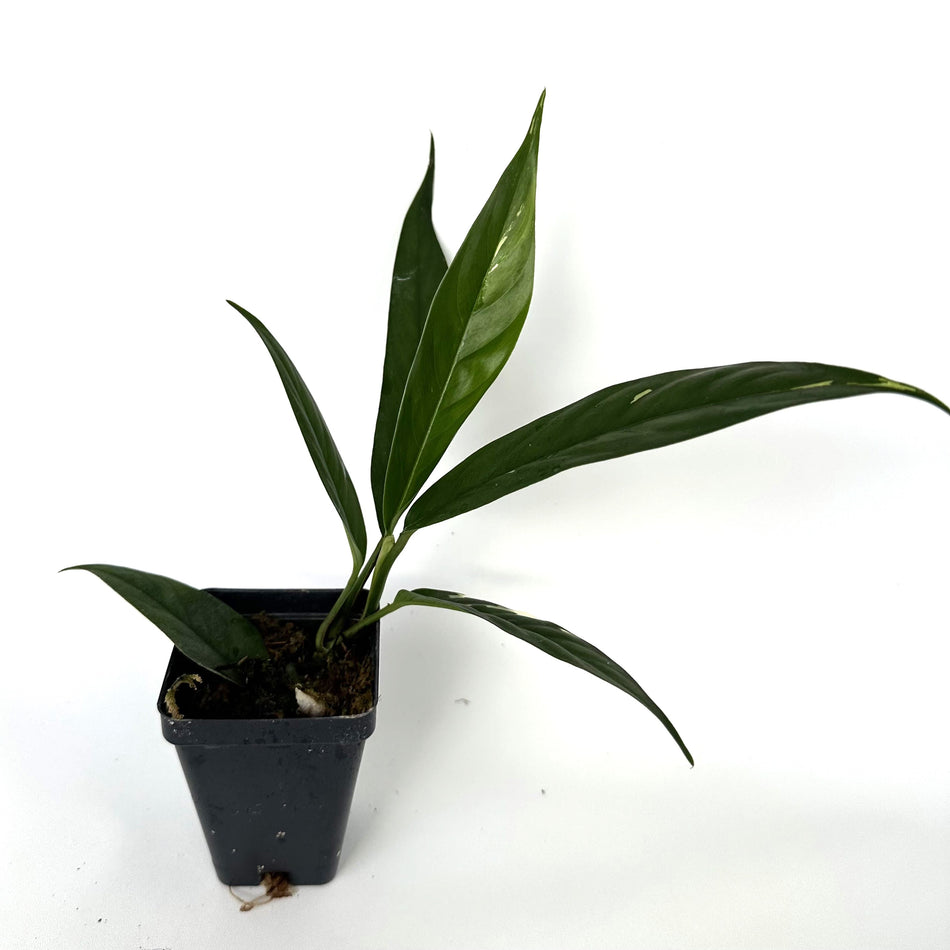Rare & Hard to Find Aroids | Steve's Leaves Tropical House Plants