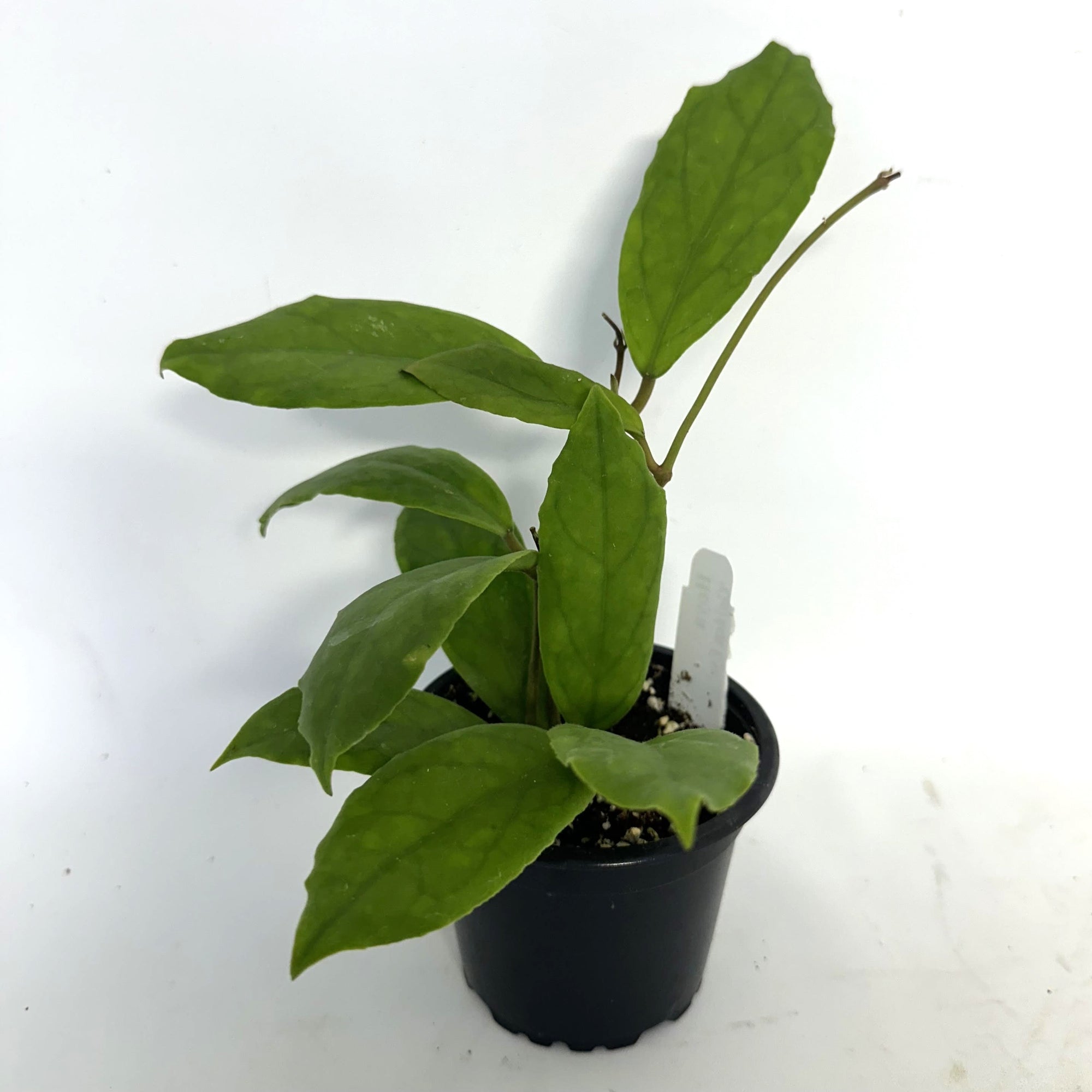 Hoya 'Golden Eye' – Steve's Leaves