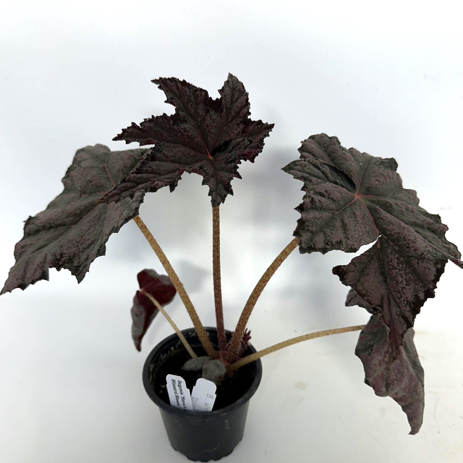 Begonia 'Steve's Leaves Blizzard Bloom'