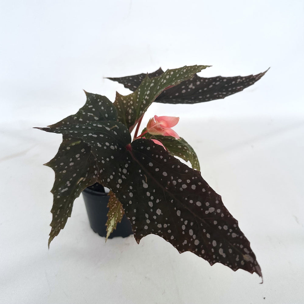 Bat Wing Begonia | Exotic Begonia Plant | Steve's Leaves