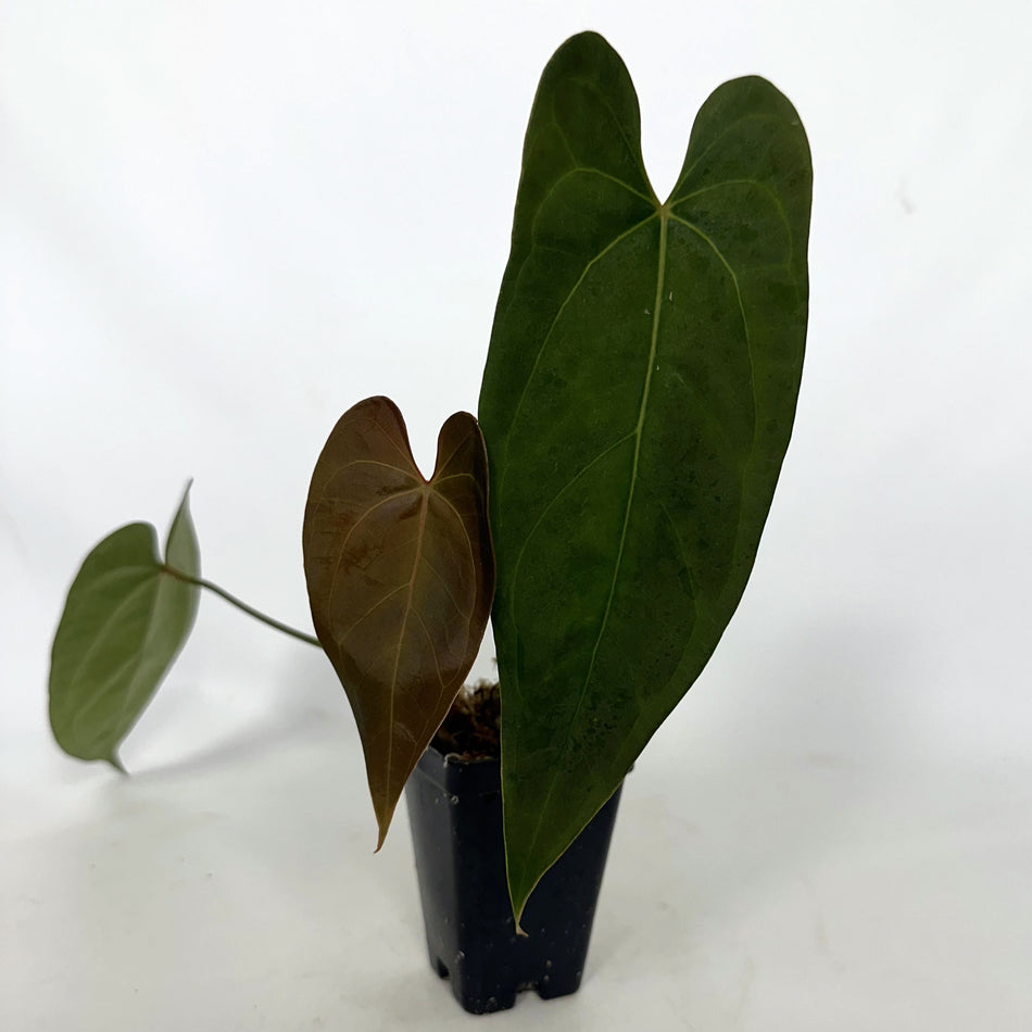 Rare & Hard to Find Aroids | Steve's Leaves Tropical House Plants
