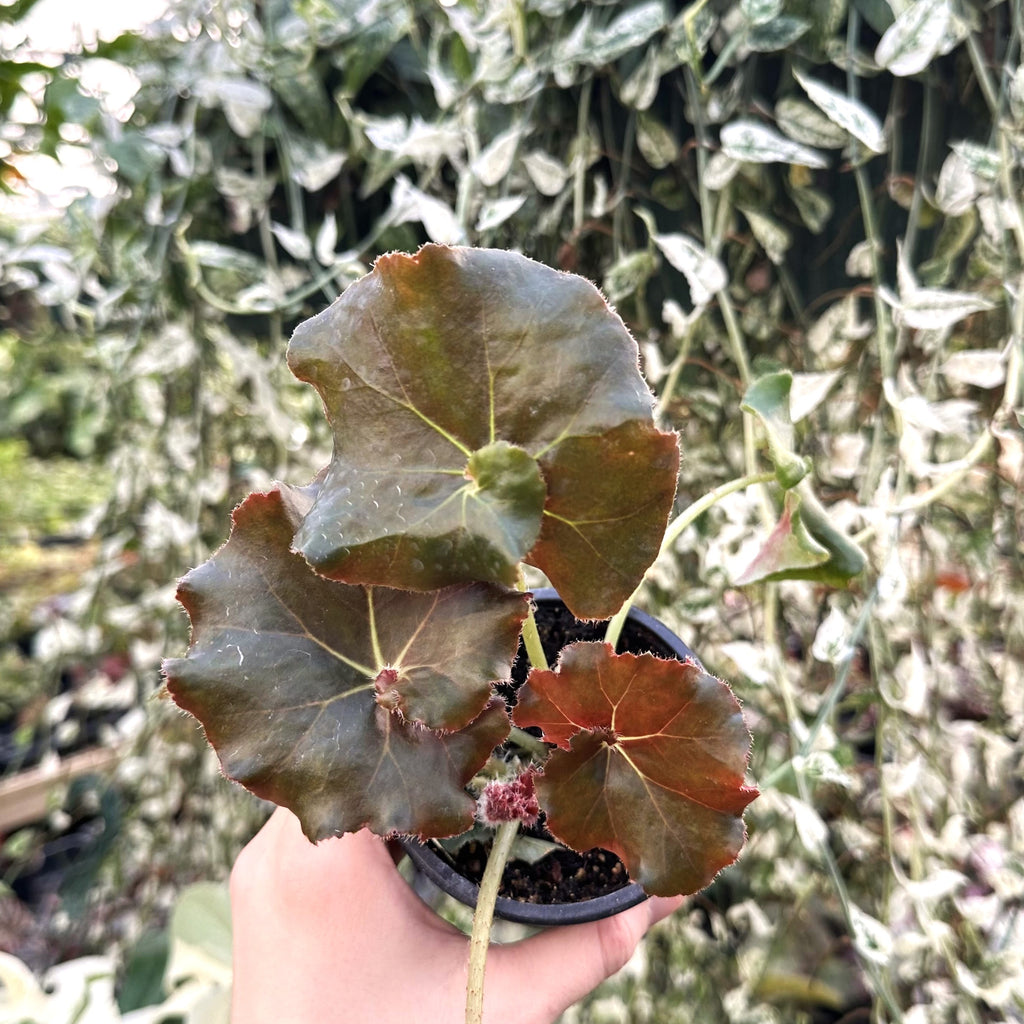 Begonia 'Erythrophylla Helix' – Steve's Leaves