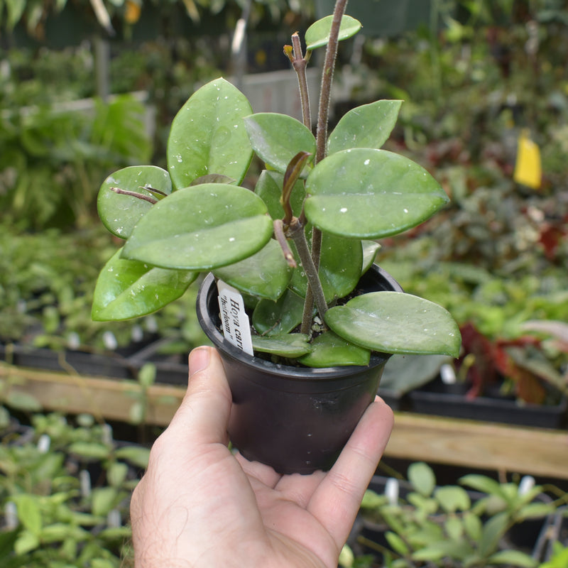 Rare Hoyas For Sale | Steve's Leaves Exotic Plants, Rare Tropicals ...