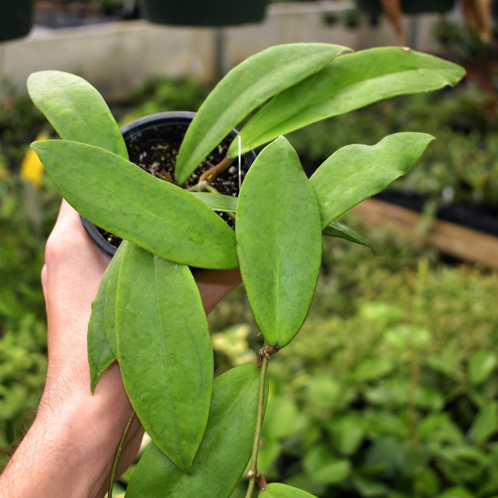 Hoya bella | Steve's Leaves Apocynaceae Exotic Plants
