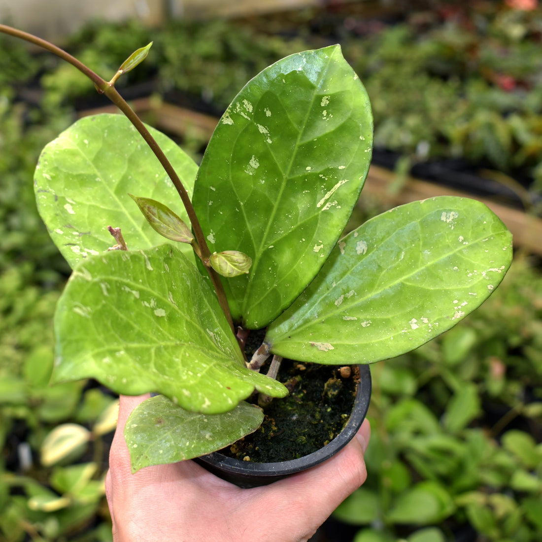 Hoya Michele | Silver-Speckled Indoor Vine | Steve's Leaves