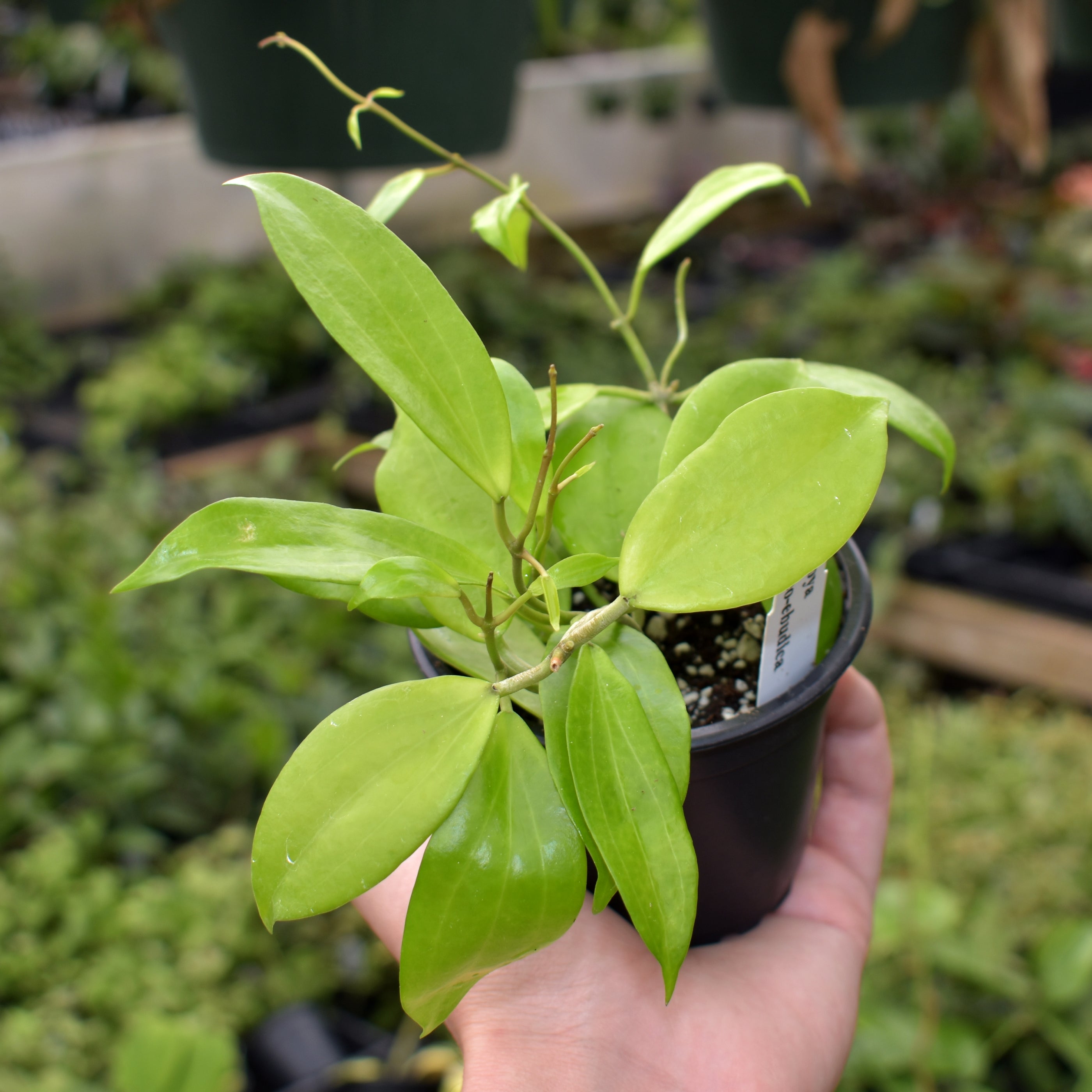 Hoya neo-ebudica | Steve's Leaves Apocynaceae Exotic Plants