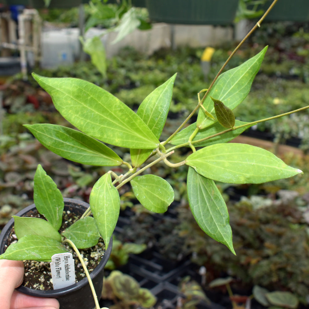 Hoya nicholsoniae (White Flower) – Steve's Leaves