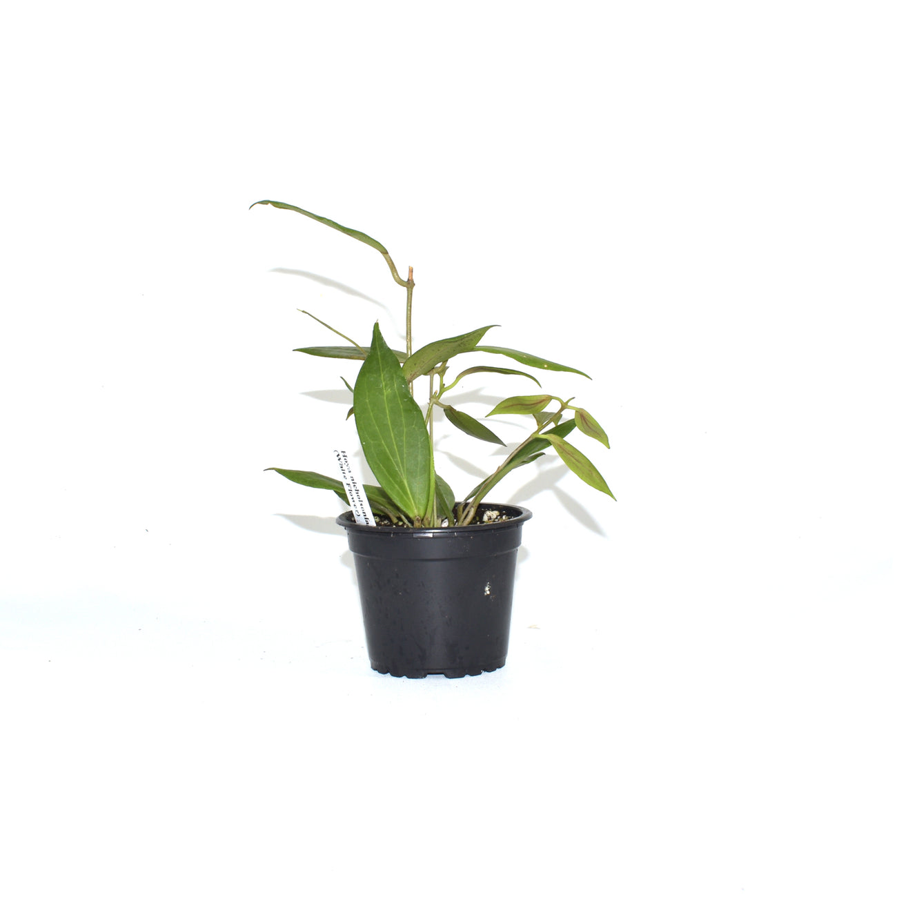Hoya nicholsoniae (White Flower) – Steve's Leaves