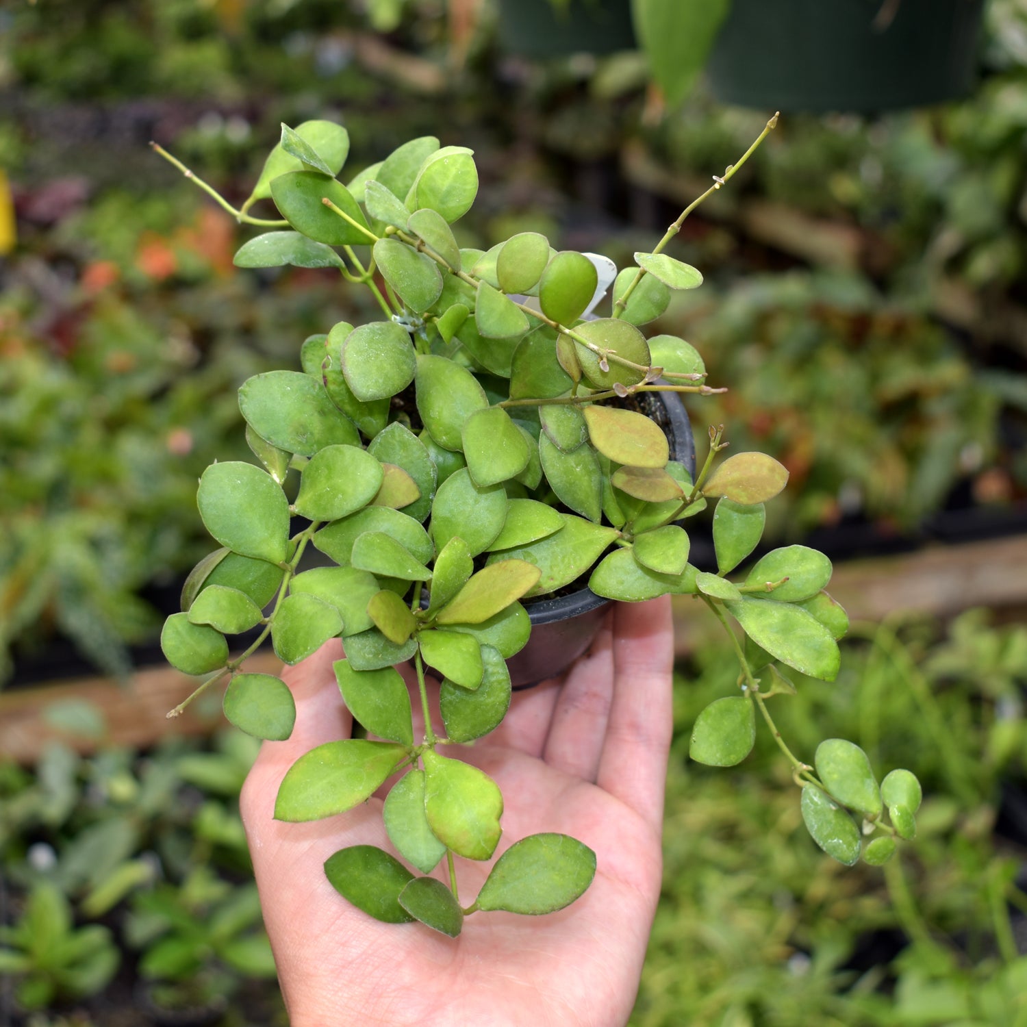 Hoya panchoi – Steve's Leaves
