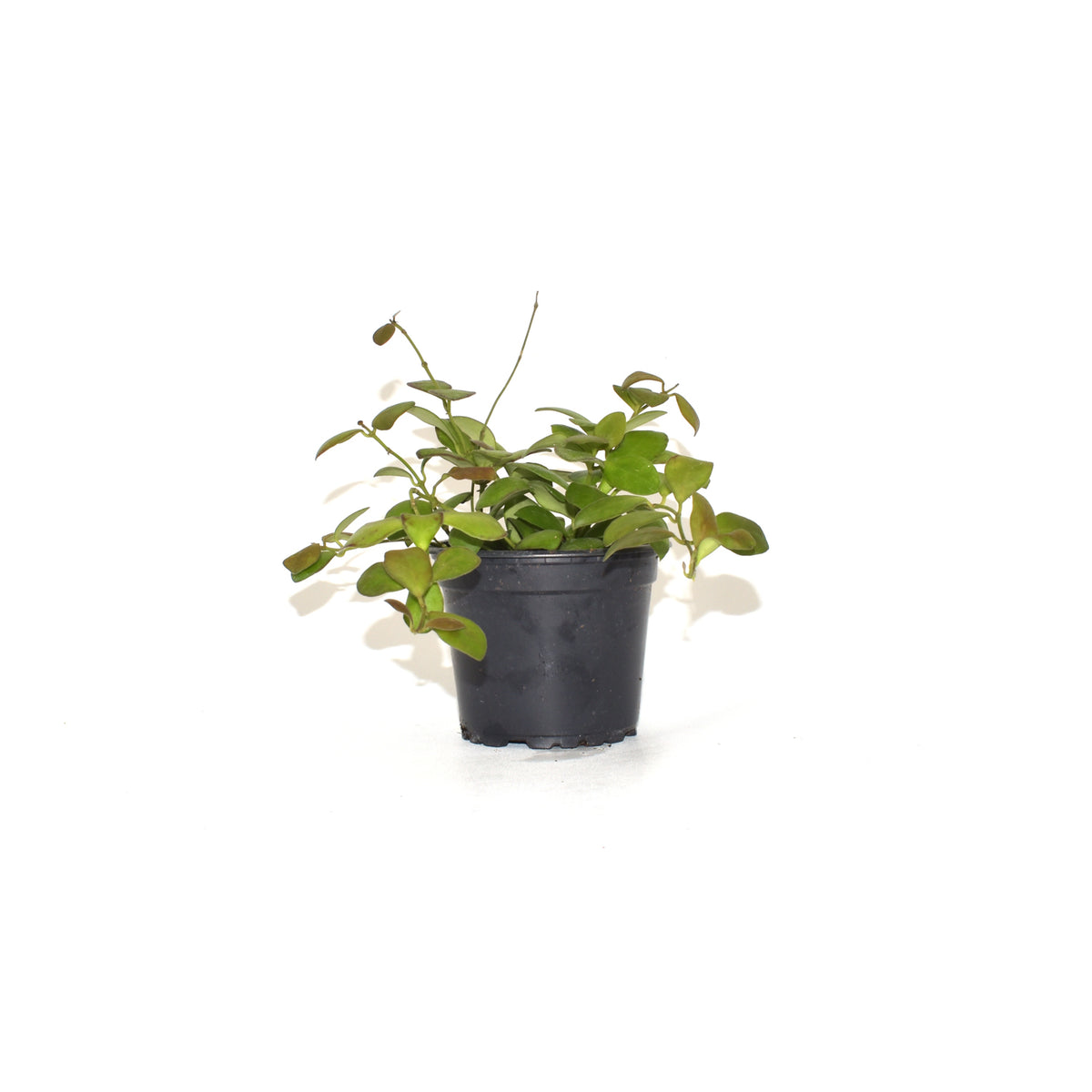 Hoya panchoi – Steve's Leaves