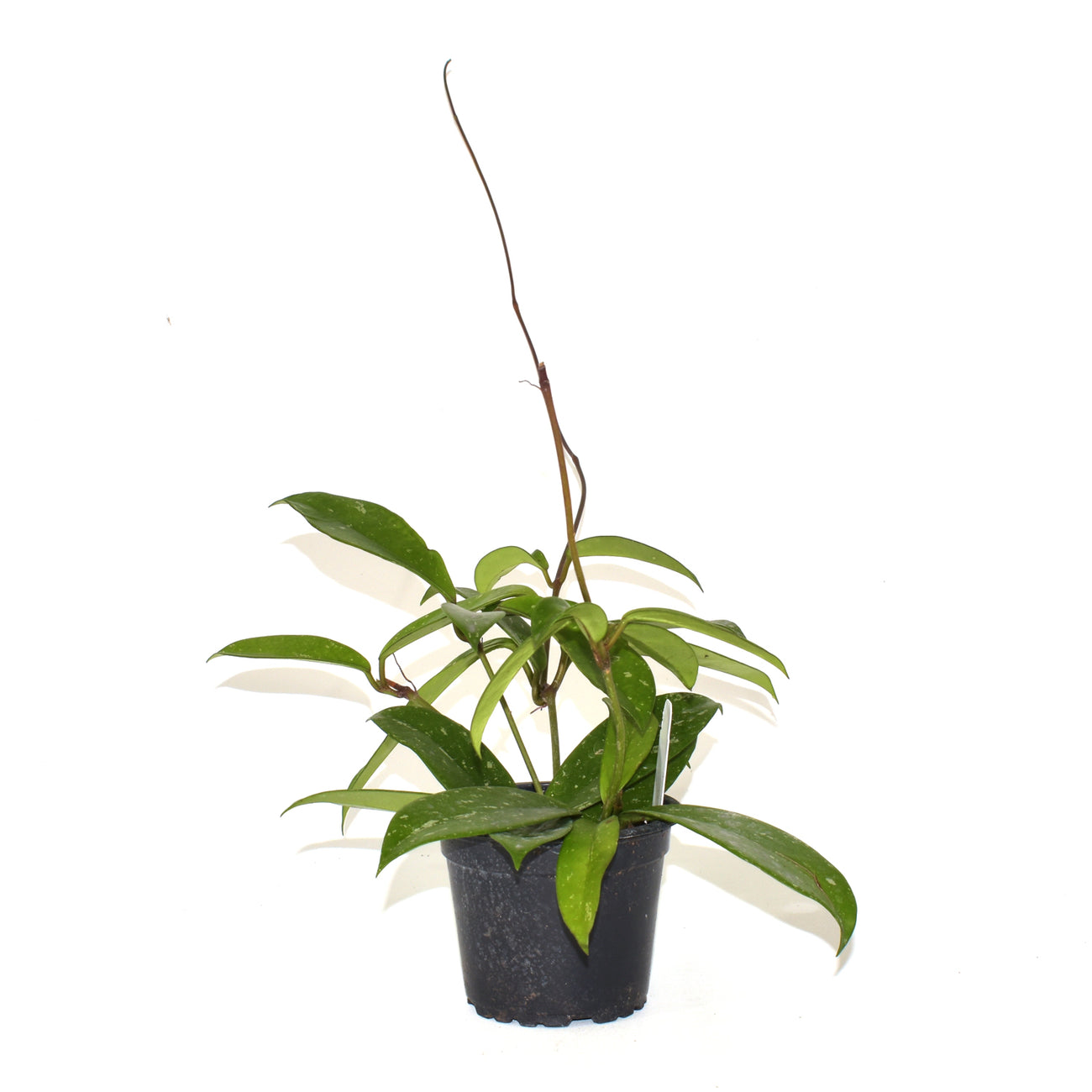 Hoya carnosa 'Holliana' | Steve's Leaves Apocynaceae Exotic Plants