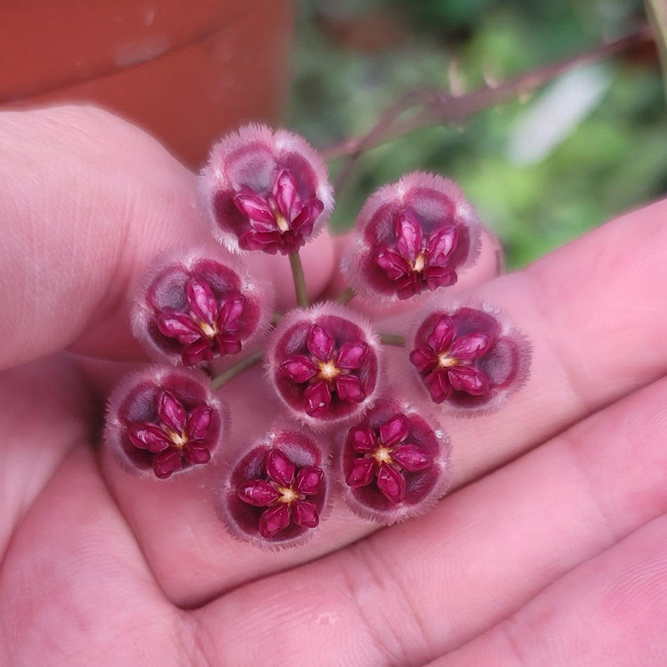 Hoya Sulawesiana | Trailing Houseplant | Steve's Leaves