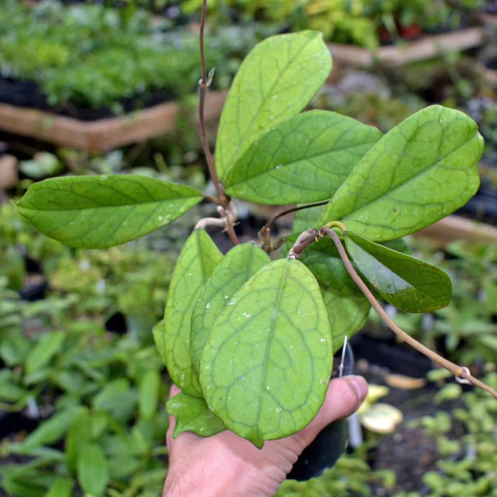 Hoya Viola | Flowering Trailing Hoya Plant | Steve’s Leaves – Steve's ...