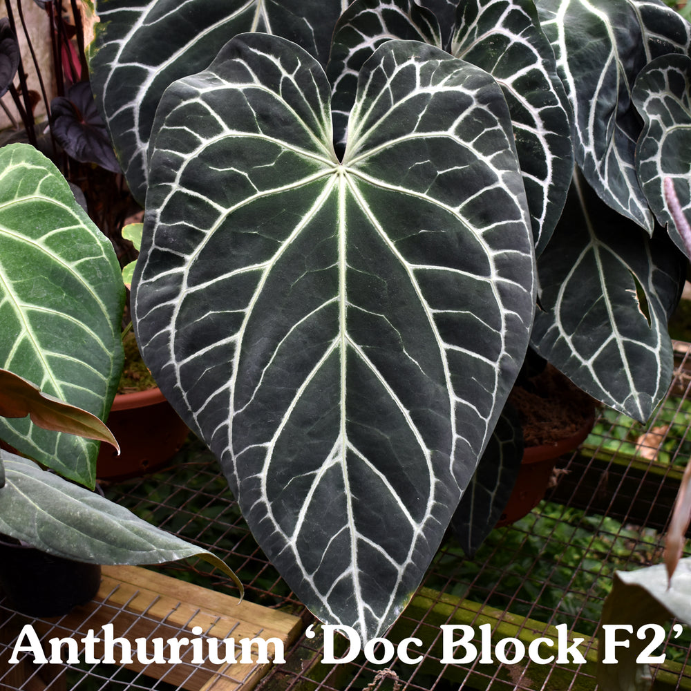 Anthurium 'Doc Block F2' x crystallinum – Steve's Leaves