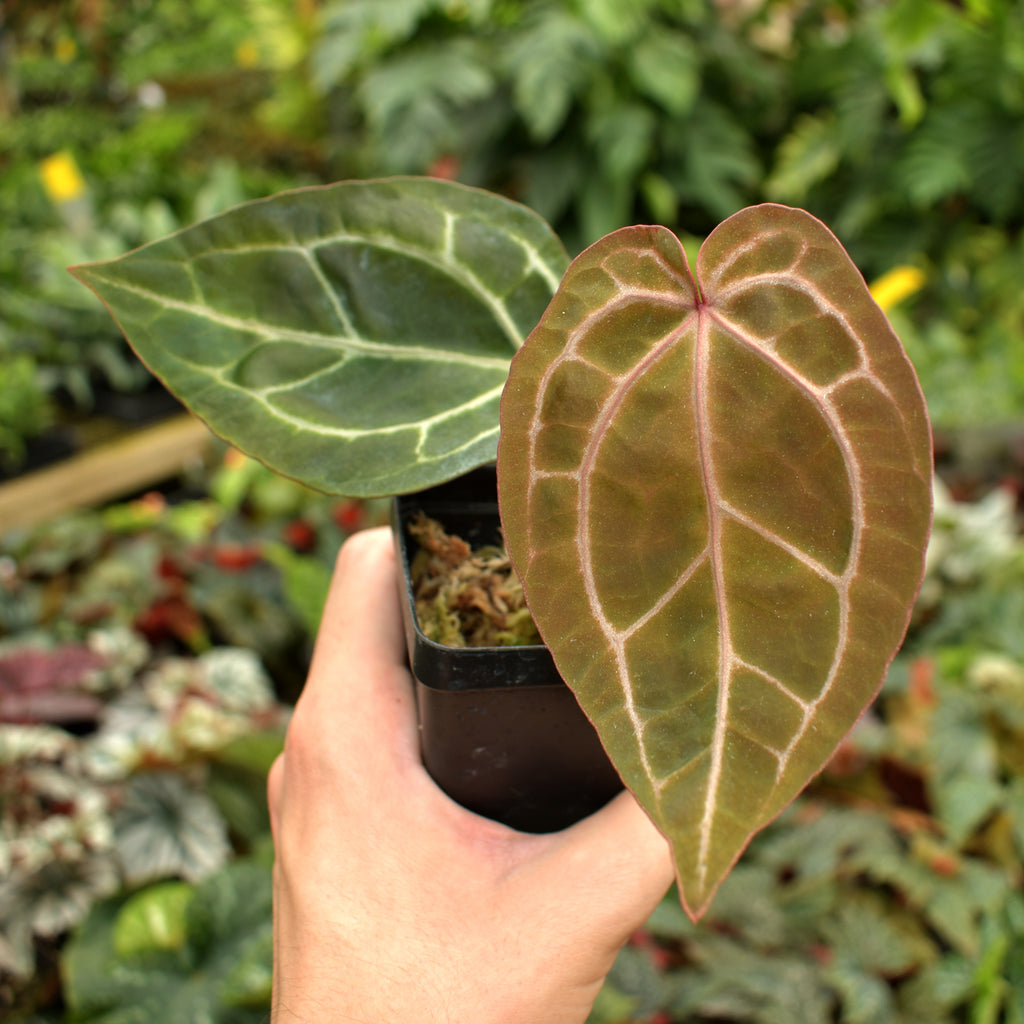 Anthurium Doc Block F3 | Indoor Anthurium Plant | Steve's Leaves