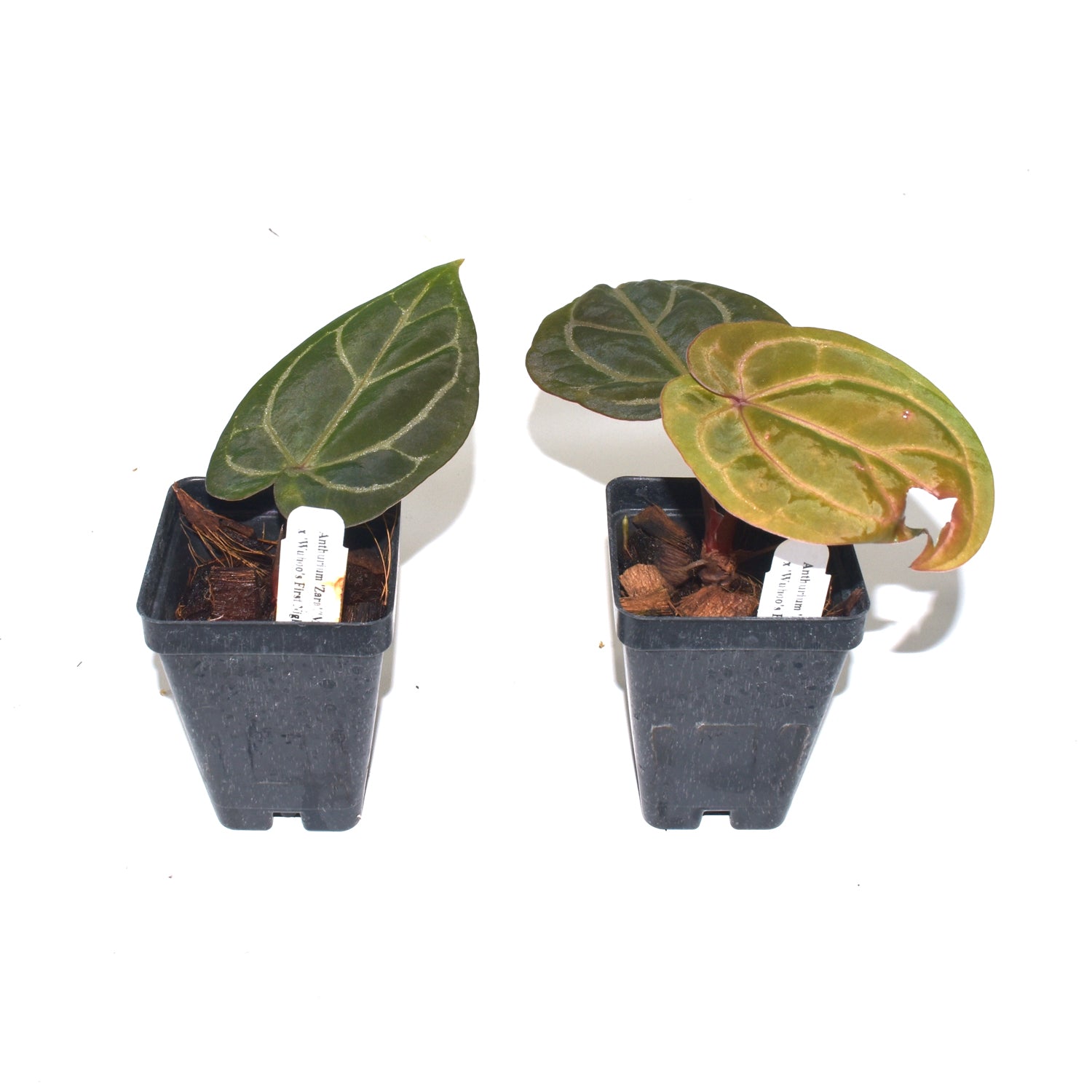 Anthurium 'Zara'/Michelle' x 'Wuhoo's First Night' – Steve's Leaves
