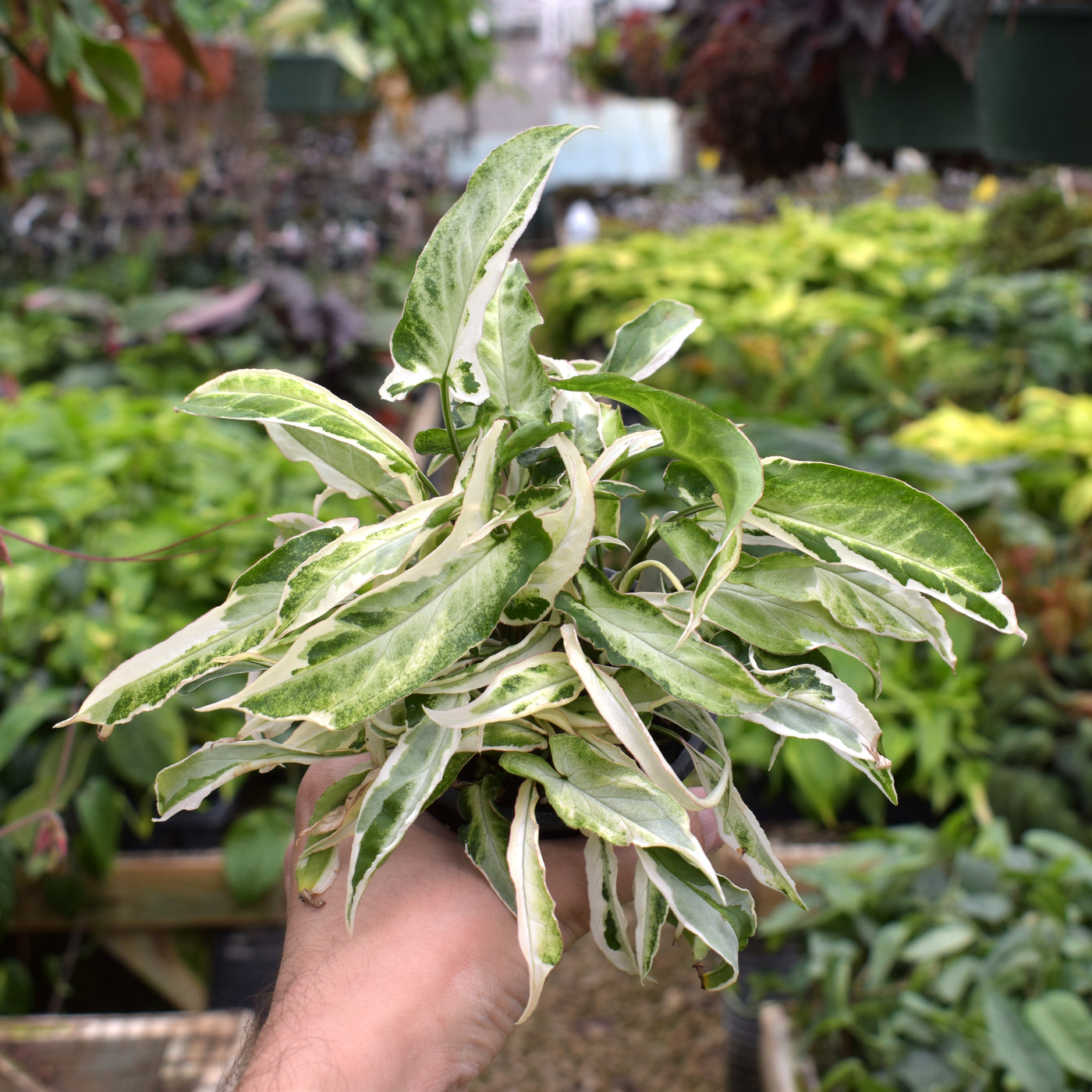 Syngonium Podophyllum Starlite | Easy to Care for Houseplant | Steve's ...