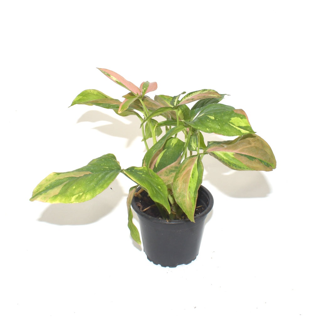 Syngonium podophyllum 'Red Spot Tricolor' – Steve's Leaves