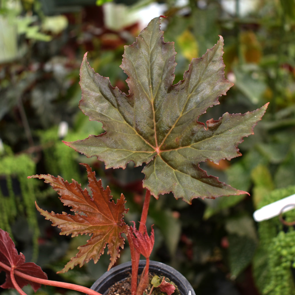 Begonia 'Bashful Bandit' – Steve's Leaves
