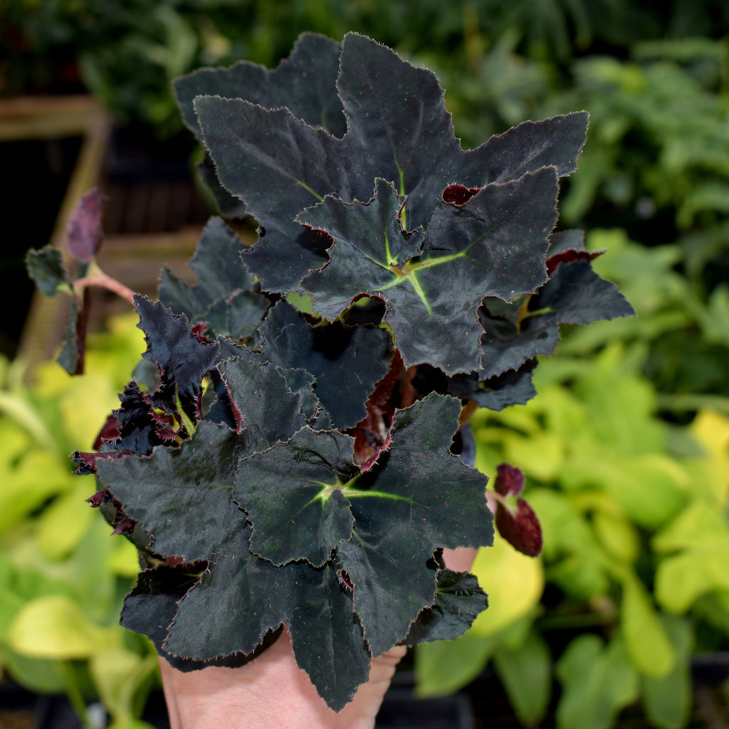 Begonia Black Fancy | Dark Leaf Begonia | Steve's Leaves