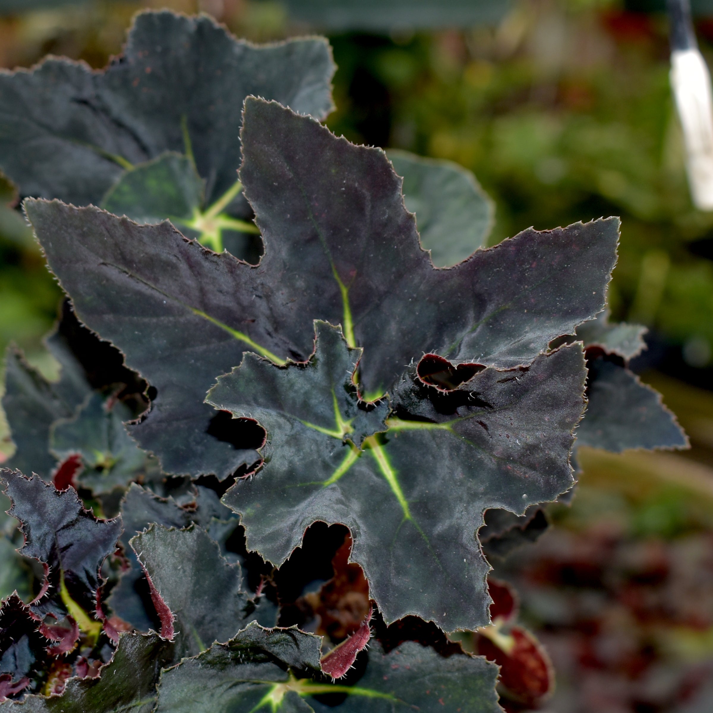 Black Fancy Begonia | Dark Leaved Begonias | Steve's Leaves