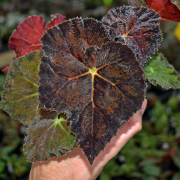 Begonias for Sale | Buy Live Exotic Begonia Plants Online | Steve's ...