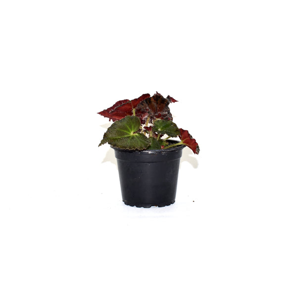 Begonias for Sale | Buy Live Exotic Begonia Plants Online | Steve's ...