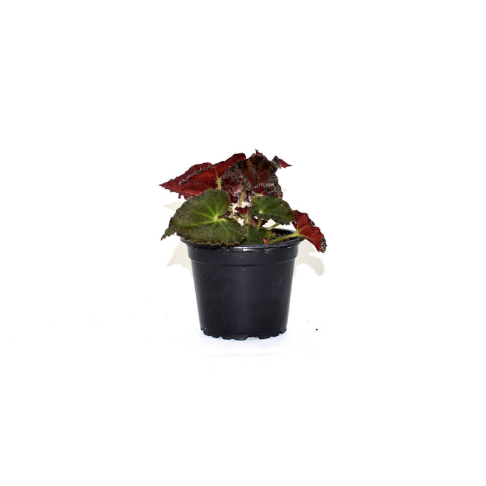 Begonias for Sale | Buy Live Exotic Begonia Plants Online | Steve's ...