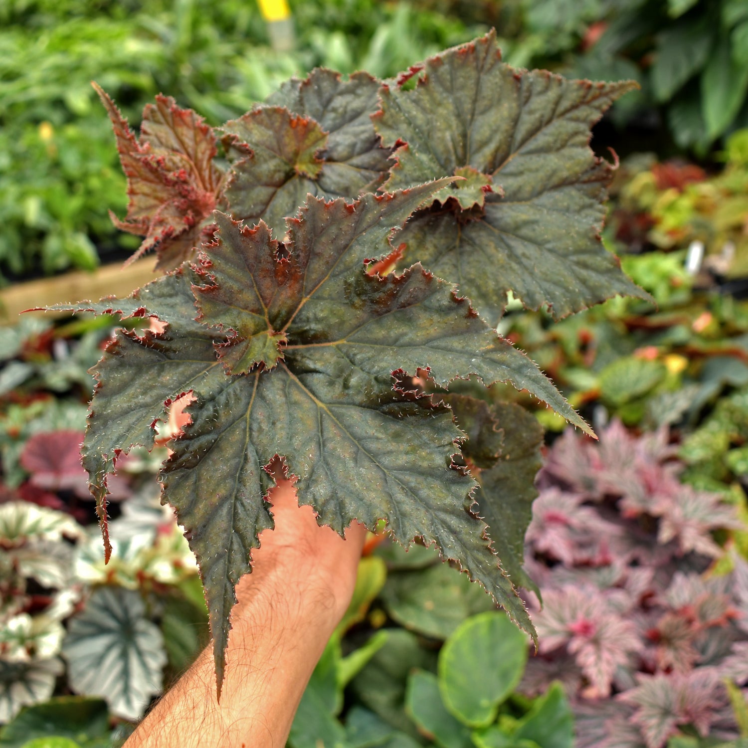 Begonia "Florida Hybrid" – Steve's Leaves