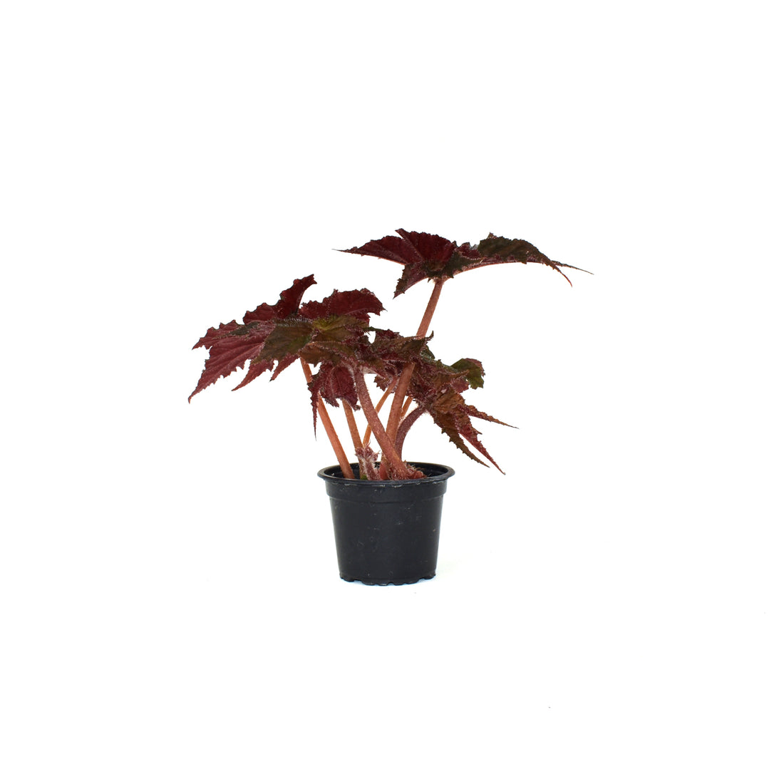 Begonia "Florida Hybrid" – Steve's Leaves