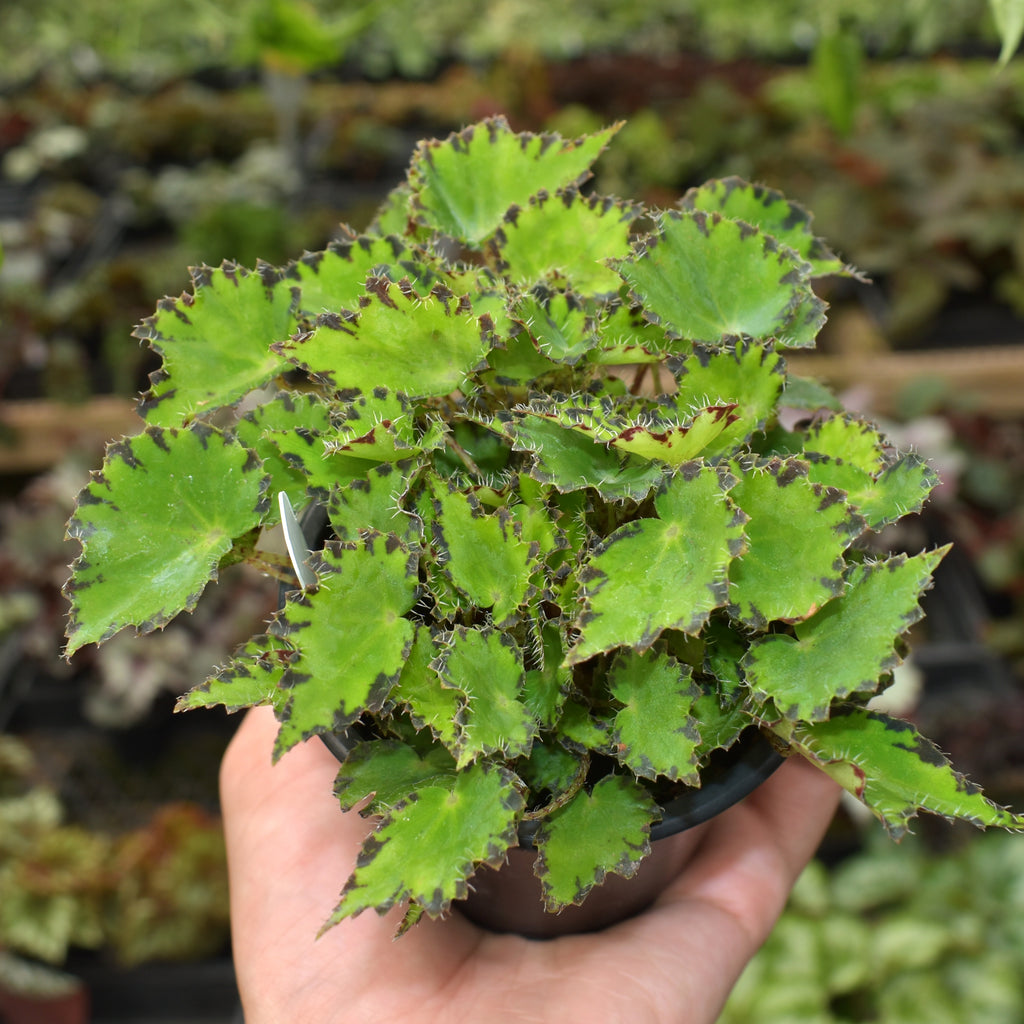 Begonia 'Libby Lee' – Steve's Leaves