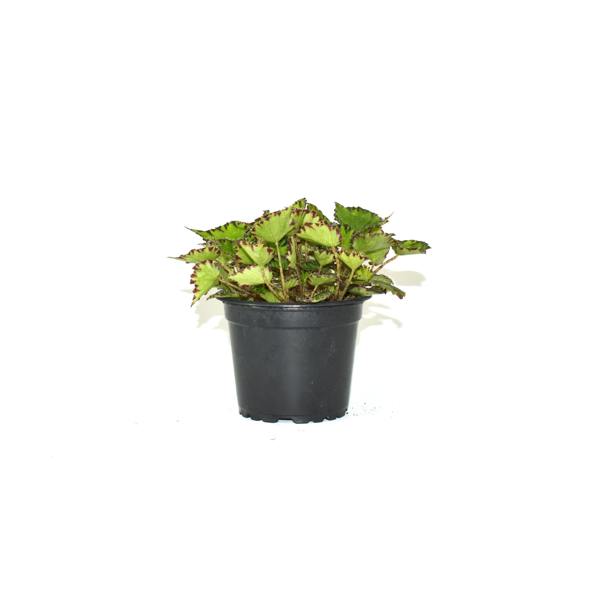 Begonia 'Beautiful Dreamer' – Steve's Leaves