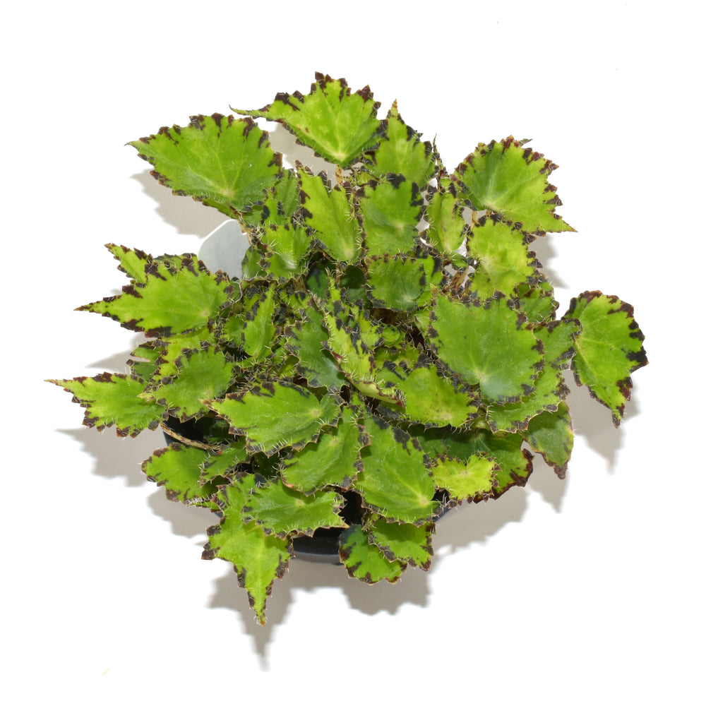 Begonia 'Libby Lee' – Steve's Leaves