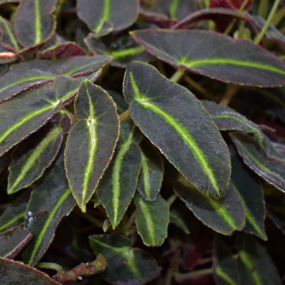 Begonia Listada | Tropical Houseplant with Lime-Green Stripe | Steve's ...