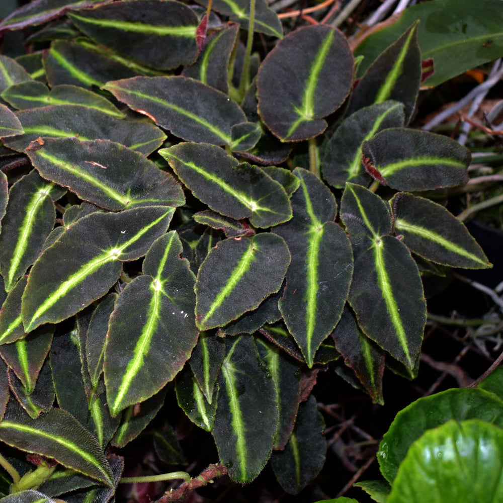Begonia Listada | Tropical Houseplant with Lime-Green Stripe | Steve's ...