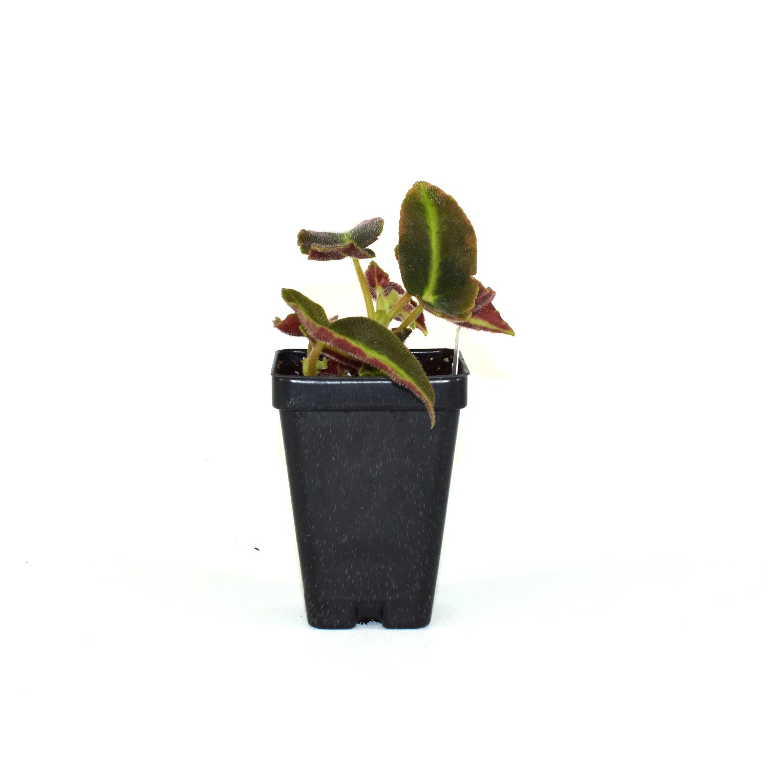 Begonia Listada | Tropical Houseplant with Lime-Green Stripe | Steve's ...