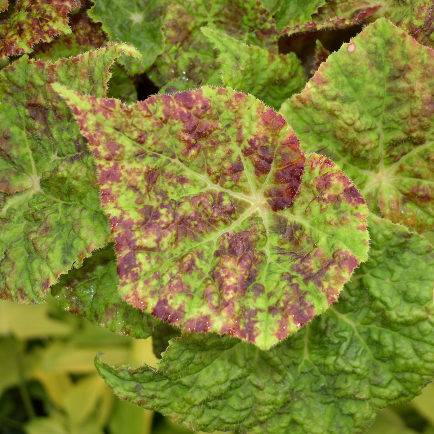 Begonias for Sale | Buy Live Exotic Begonia Plants Online | Steve's ...