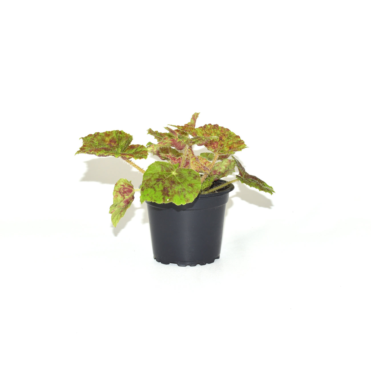 Begonias for Sale | Buy Live Exotic Begonia Plants Online | Steve's ...