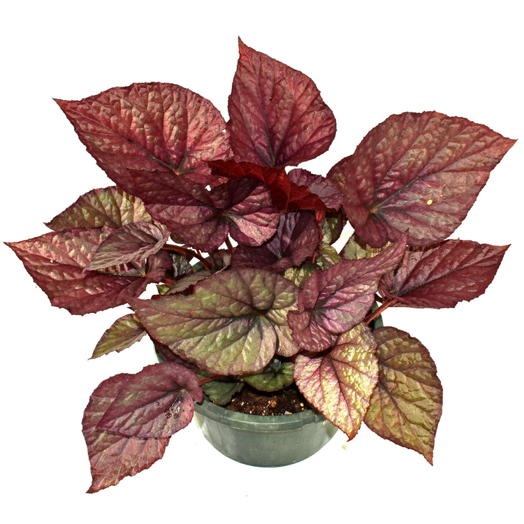 Begonias for Sale | Buy Live Exotic Begonia Plants Online | Steve's ...