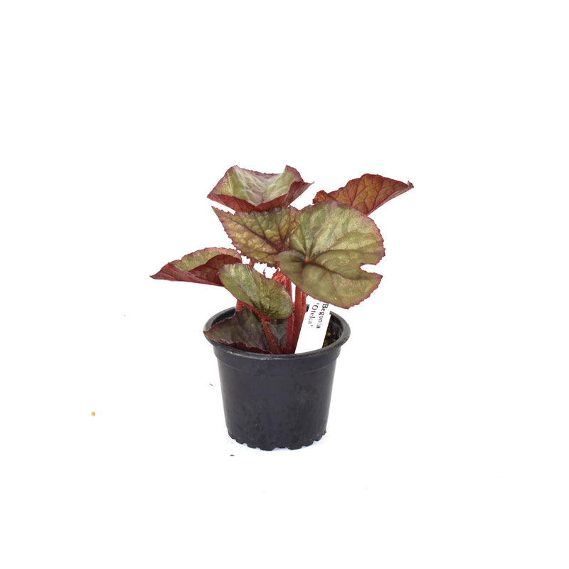 Begonias for Sale | Buy Live Exotic Begonia Plants Online | Steve's ...