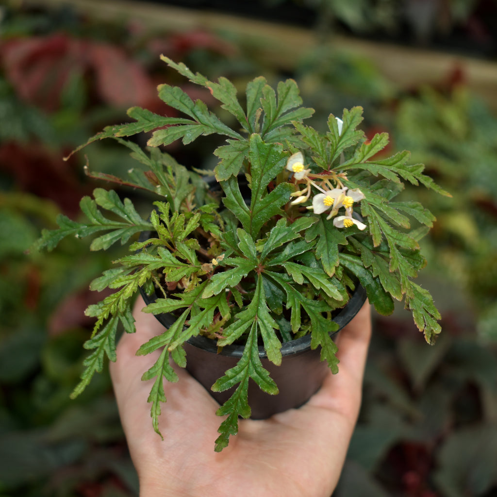 Begonia Polilloensis | Fern-Like Begonia w/ Pink Flowers | Steve's Leaves