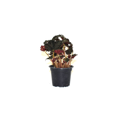 Begonias for Sale | Buy Live Exotic Begonia Plants Online | Steve's ...