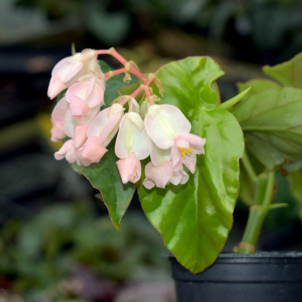 Sweet Rosie O'Grady Begonia | Cane Like Hybrid Begonias | Steve's Leaves
