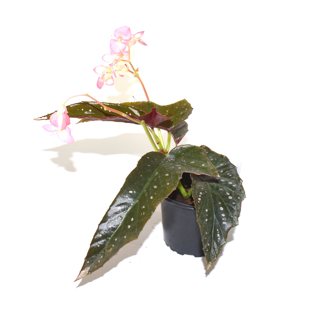 Begonia 'Harmony's Bat Shit Crazy' – Steve's Leaves