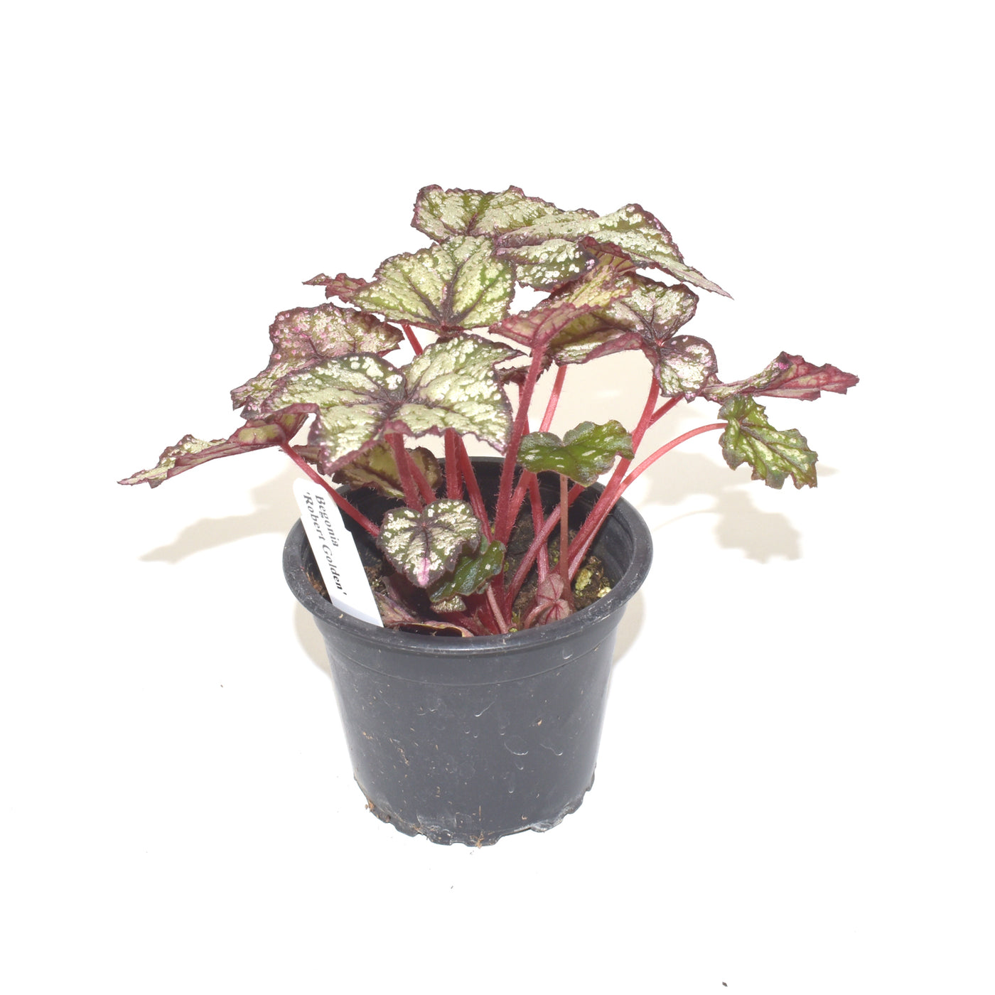Begonia 'Robert Golden' – Steve's Leaves