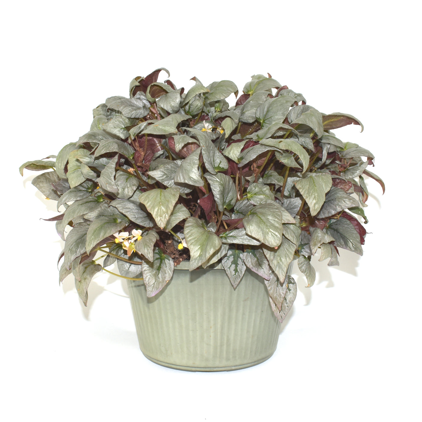 Begonia Silver Limbo | Plant with Silver & Red Leaves | Steve's Leaves